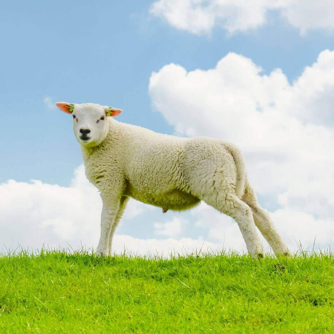 Carne de Cordero Genua-Don Cordero. Carnes a Domicilio⭐️⭐️⭐️⭐️⭐