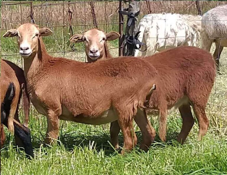 Carne de Cordero Genua-Don Cordero. Carnes a Domicilio⭐️⭐️⭐️⭐️⭐